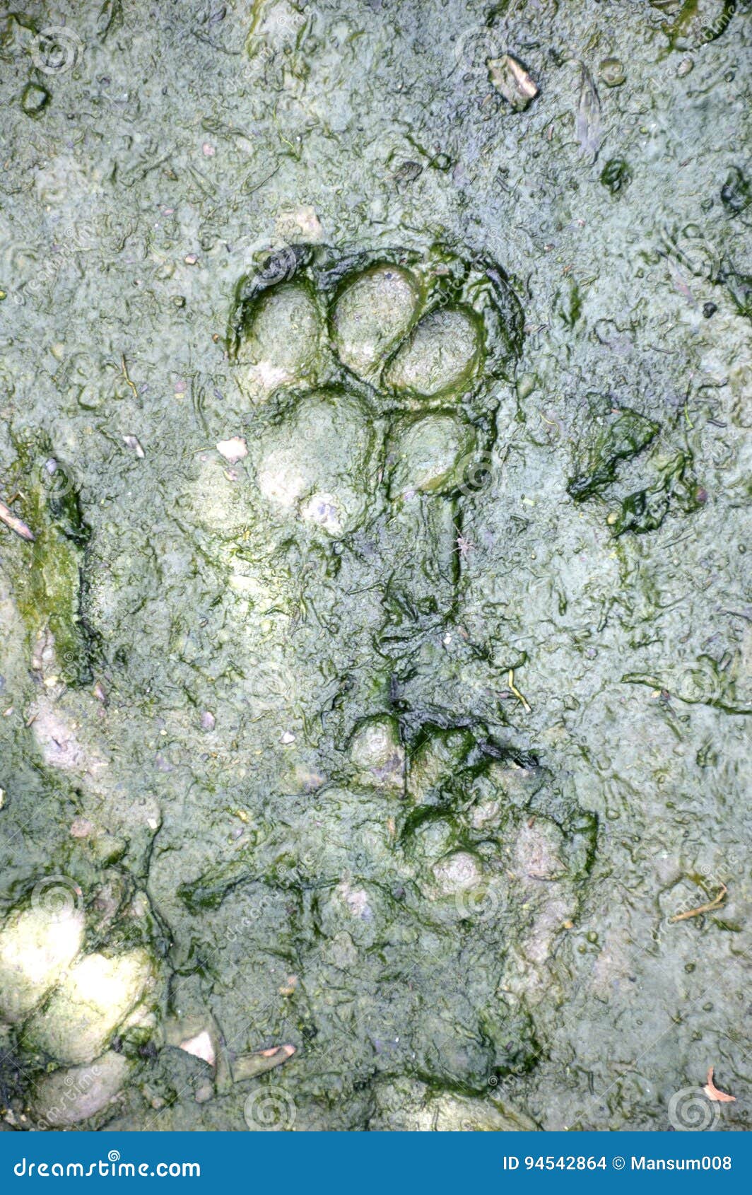 Dog tracks on the mud stock photo. Image of tracks, environment - 94542864