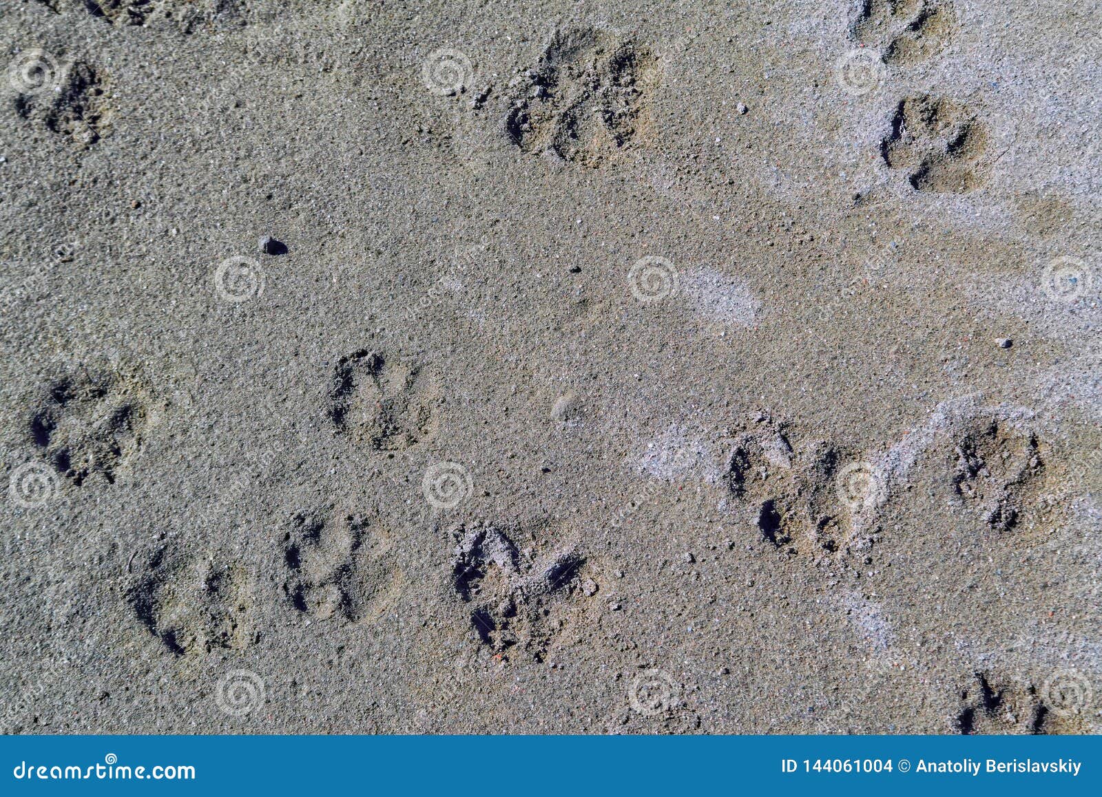 Dog Tracks Prints on the Sandy Beach Stock Photo - Image of coastline ...