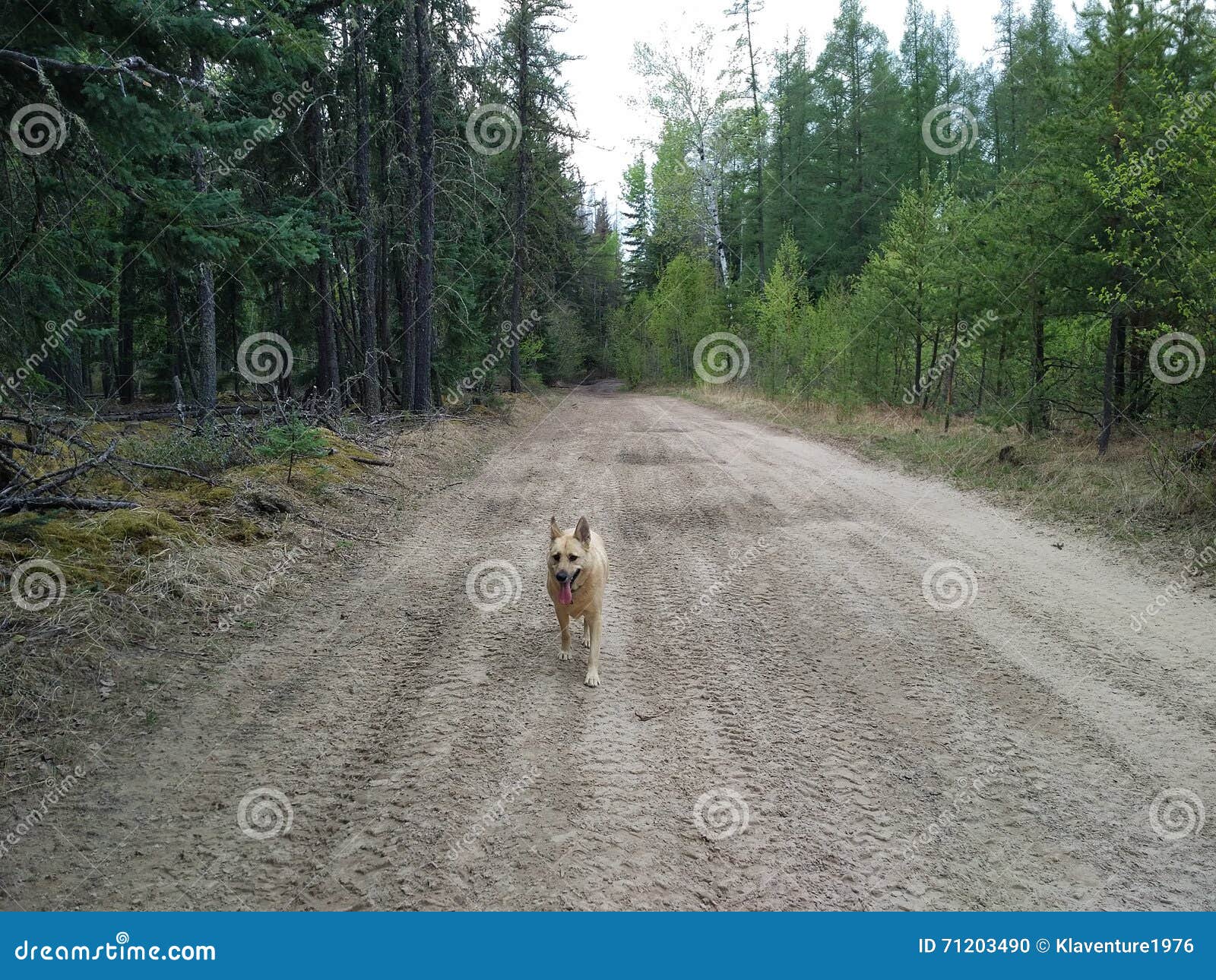 Dog on trail stock photo. Image of forest, bush, trail - 71203490