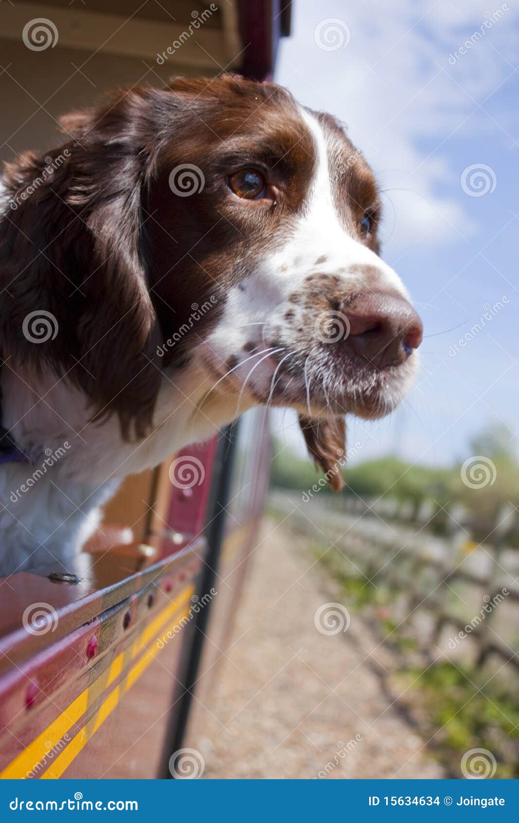 Dog on the train stock photo. Image of head, apeniel - 15634634