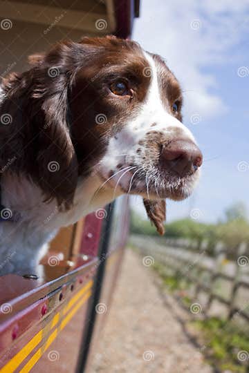 Dog on the train stock photo. Image of head, apeniel - 15634634