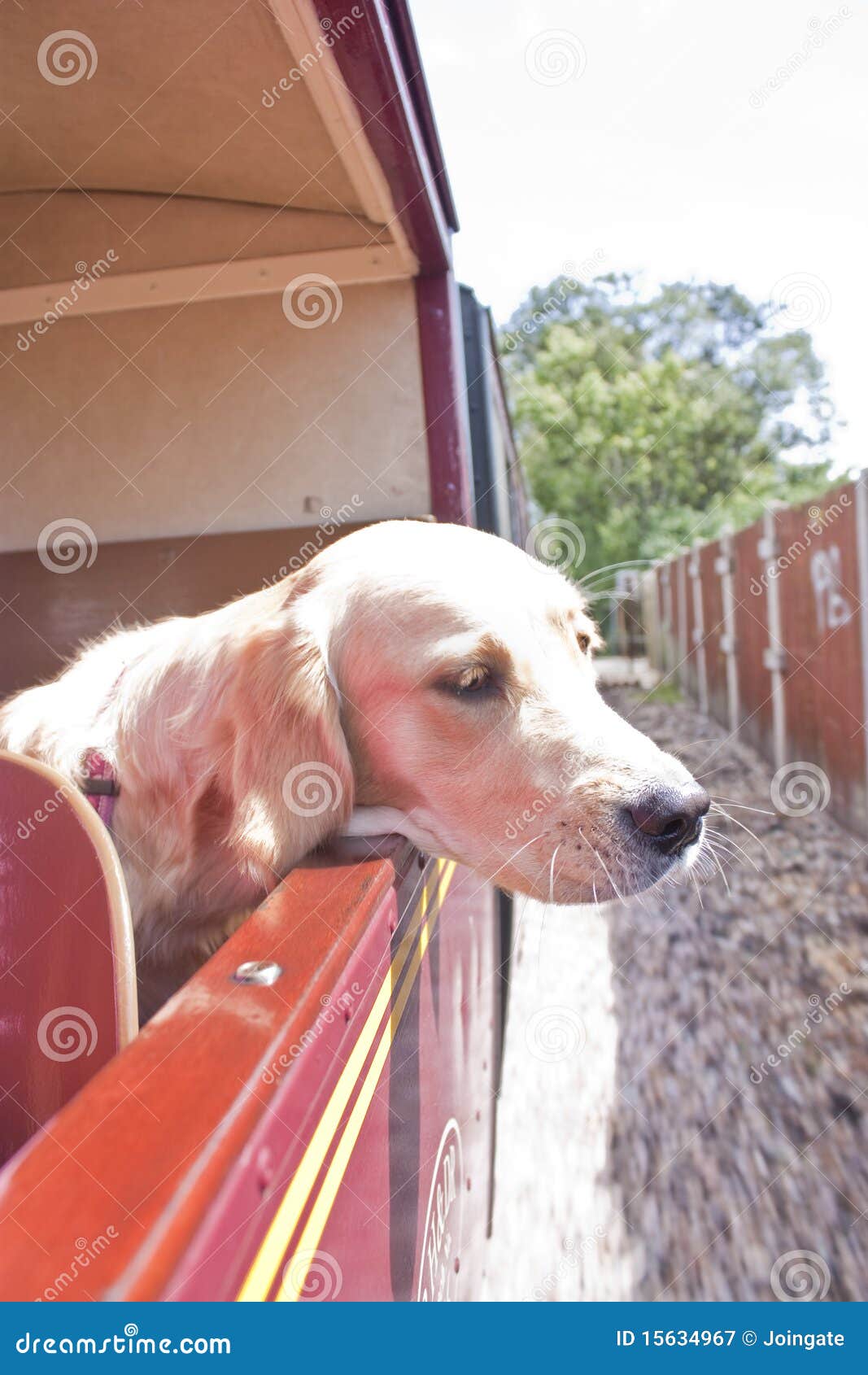 Dog on train stock image. Image of movement, outside - 15634967