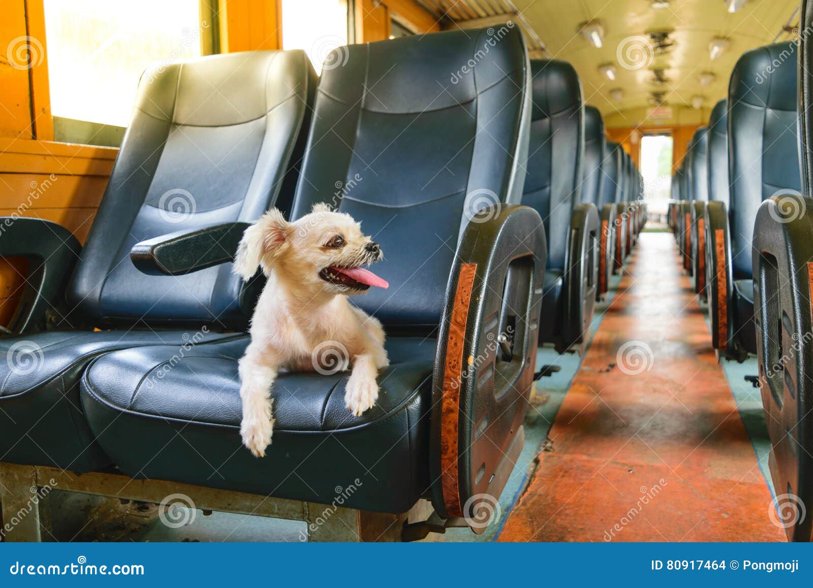 Dog on train stock photo. Image of brown, relaxation - 80917464