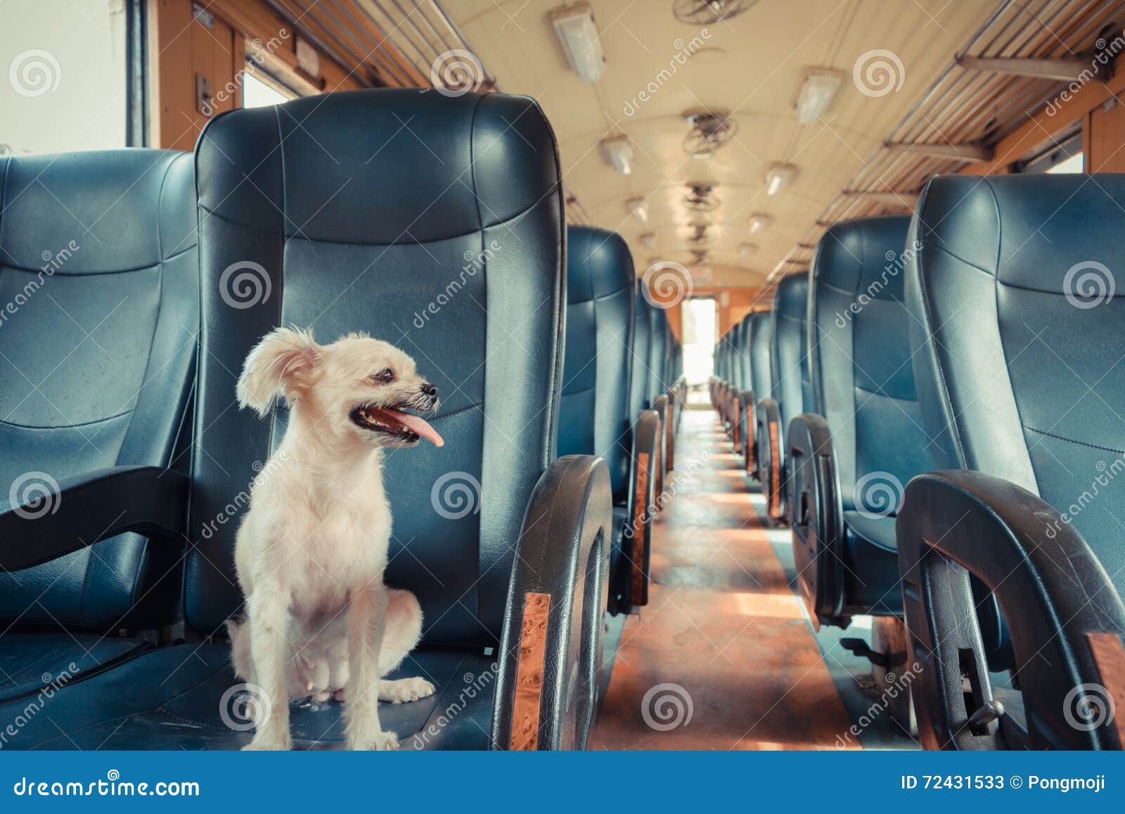 Dog on train stock image. Image of face, mammal, adorable - 72431533