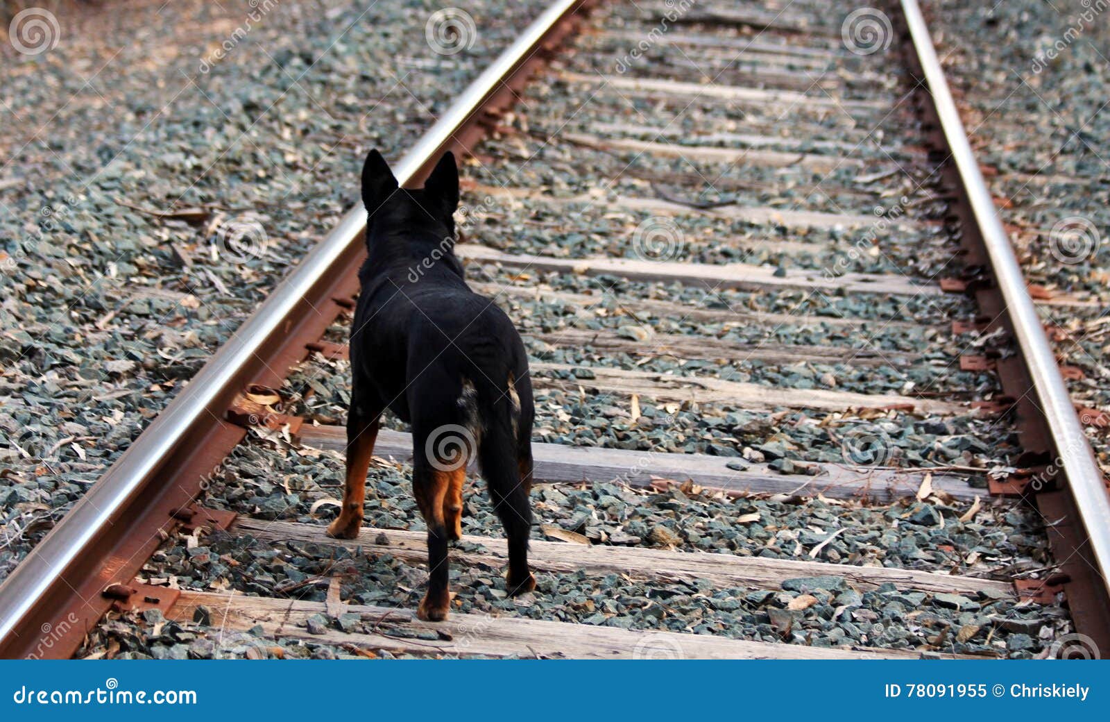Dog on Train Track stock image. Image of sleepers, journeys - 78091955