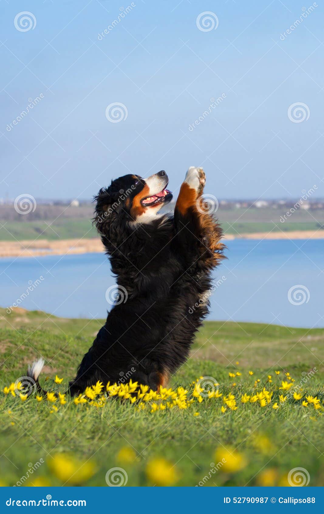 Dog Trained To Perform Tricks Stock Image - Image of cute, jumping ...