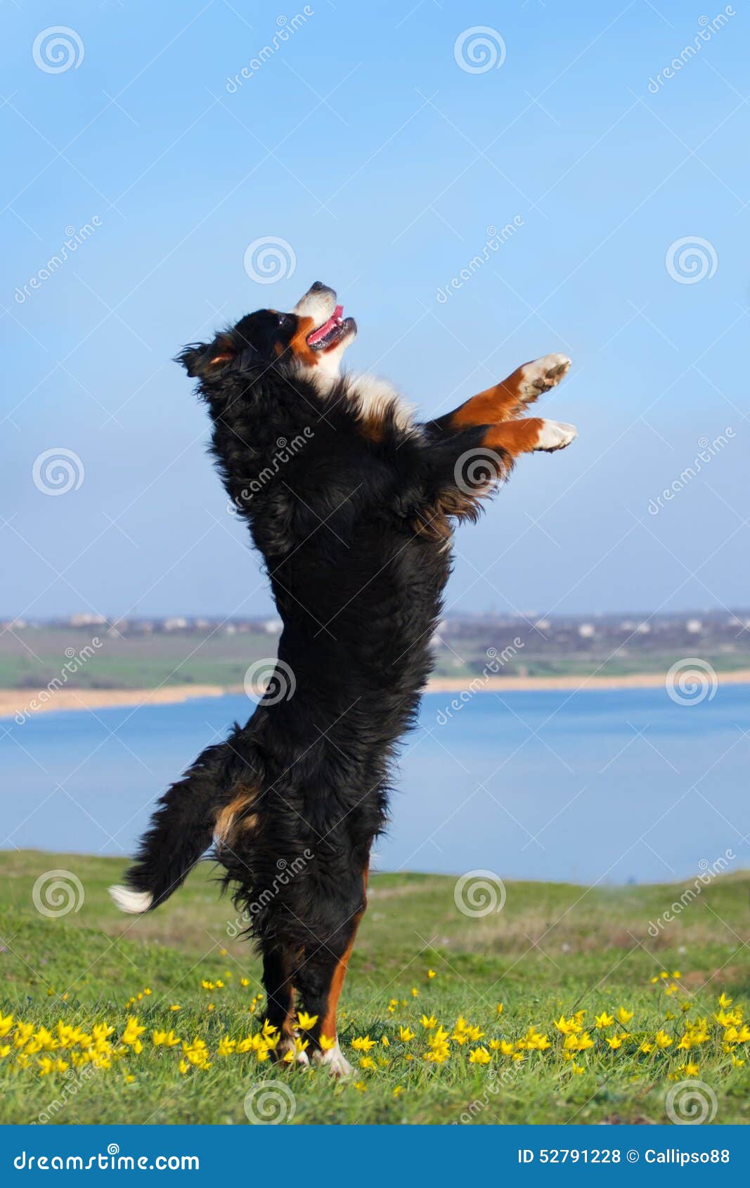 Dog Trained To Perform Tricks Stock Photo - Image of domestic, bernese ...