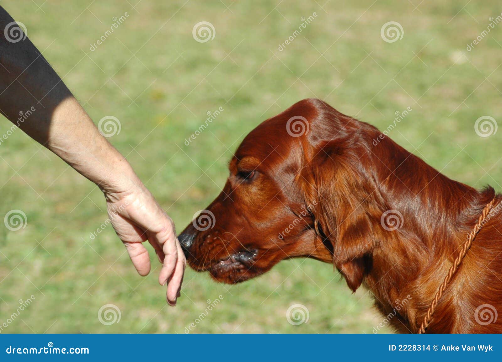 Dog trainer stock photo. Image of dogtrainer, hand, animal - 2228314