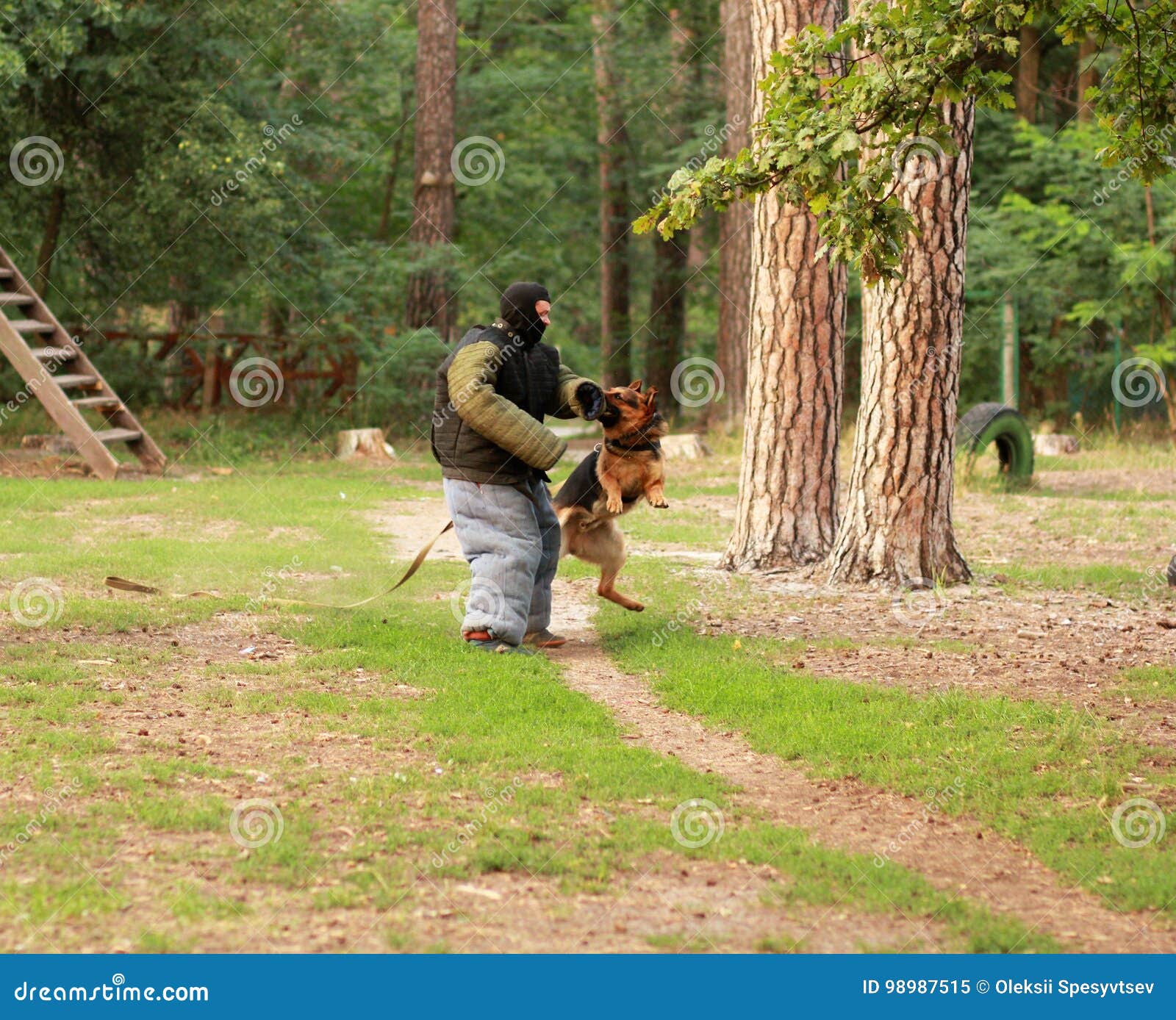 Dog Trainer in K9 Bite Suit in Action. Training Class for a German ...