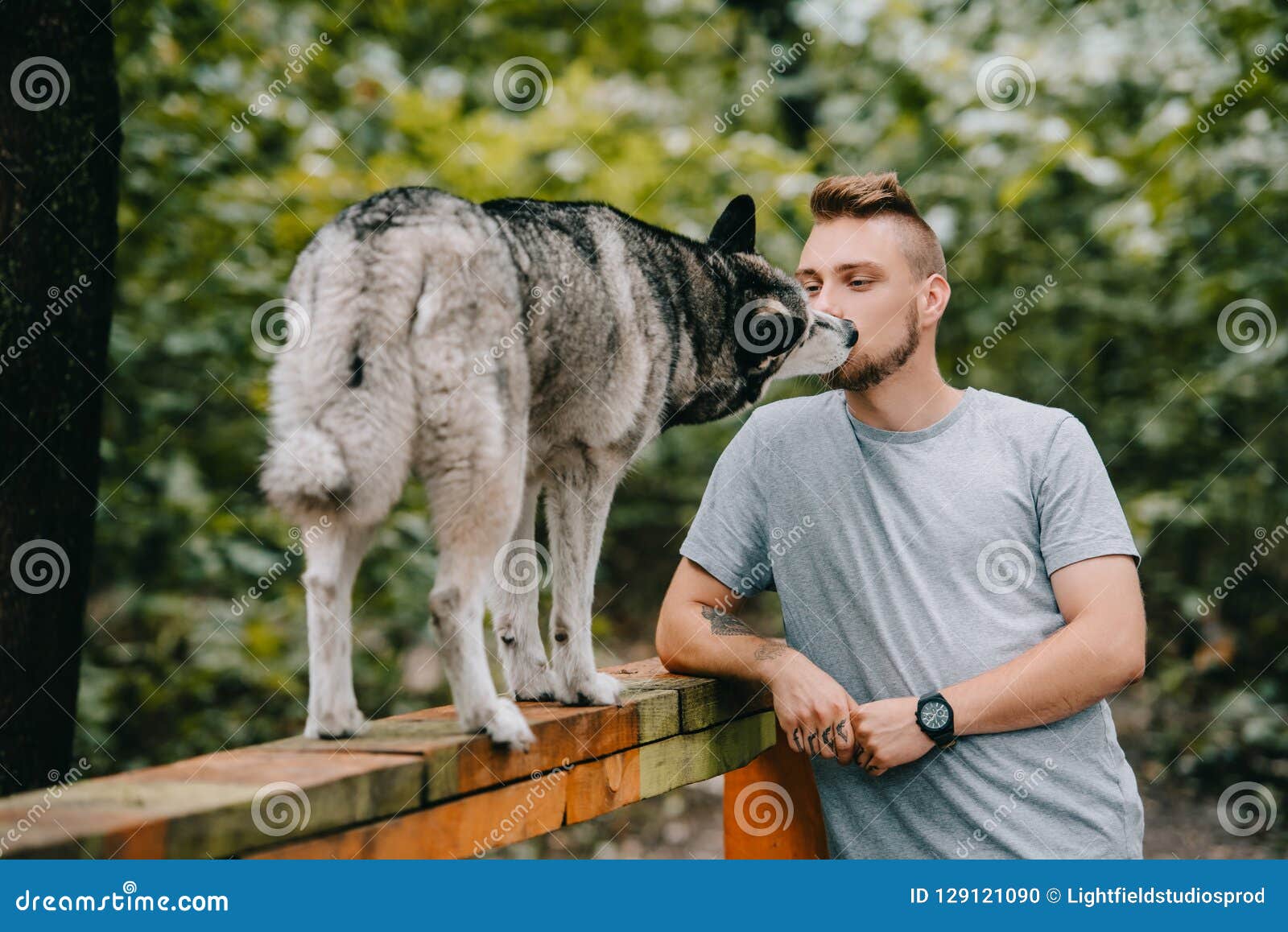 Dog Trainer with Siberian Husky on Dog Walk Stock Photo - Image of ...