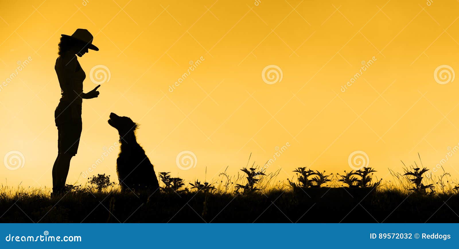Pet dog training banner stock photo. Image of cute, trainer - 89572032