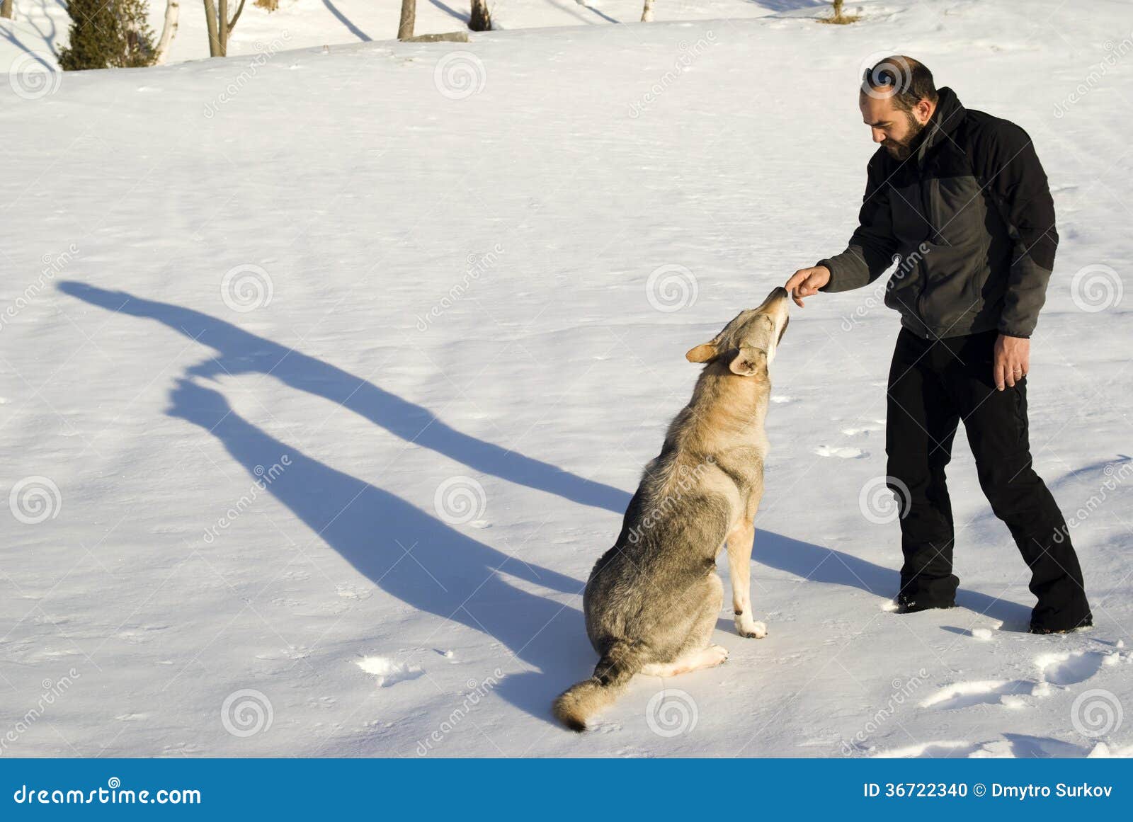 Dog training stock photo. Image of animal, domestic, adorable - 36722340