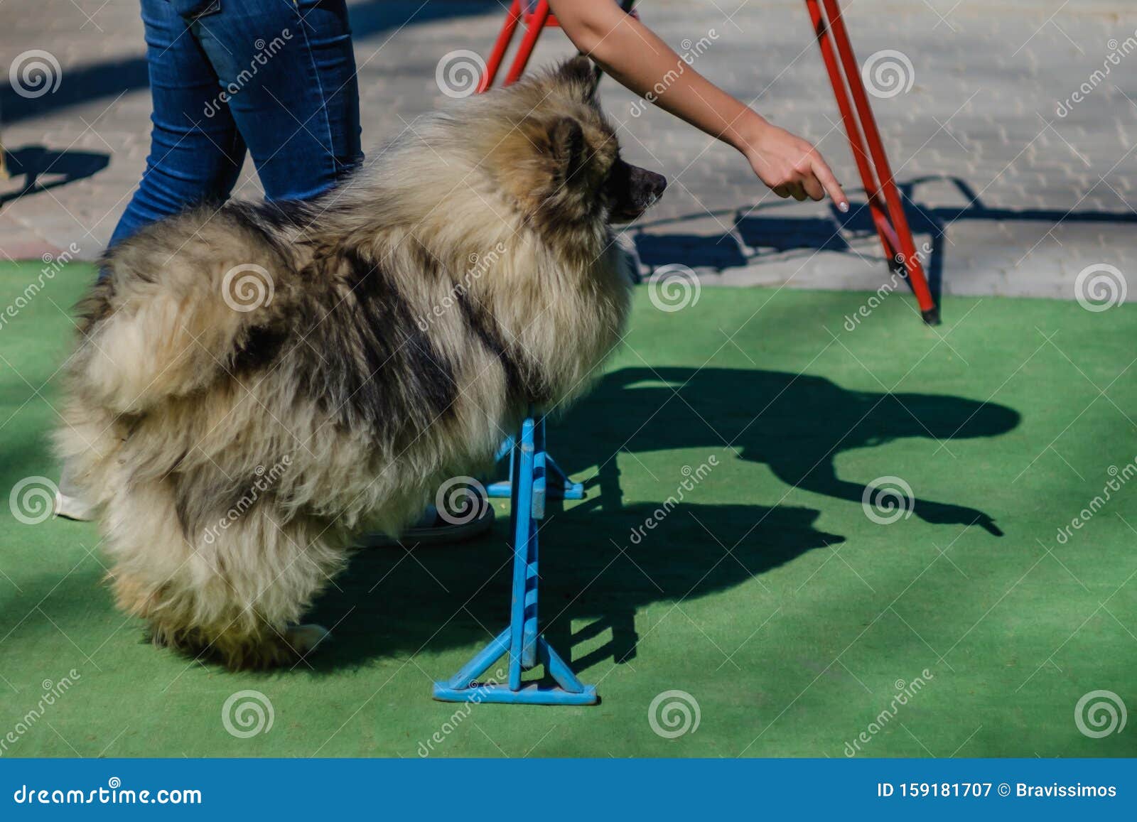 Dog Training Fun Canine Animal, Fast Stock Image - Image of energy ...