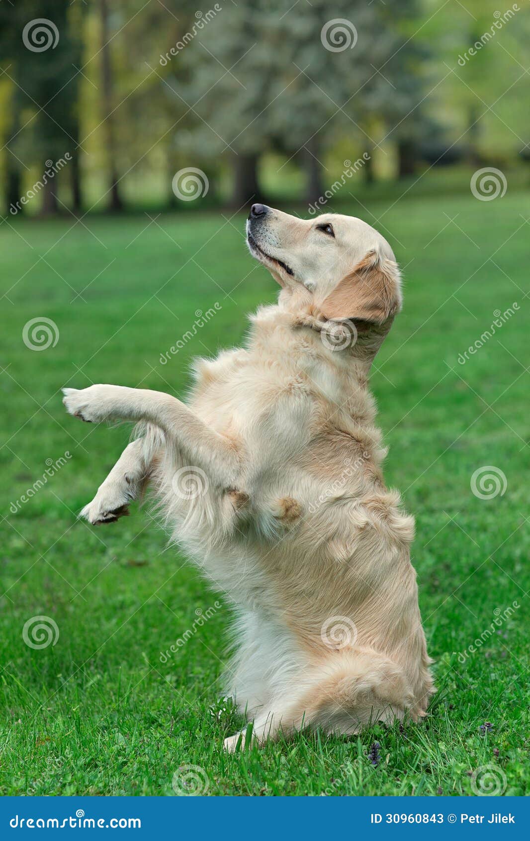 Dog in training stock image. Image of girl, jack, face - 30960843