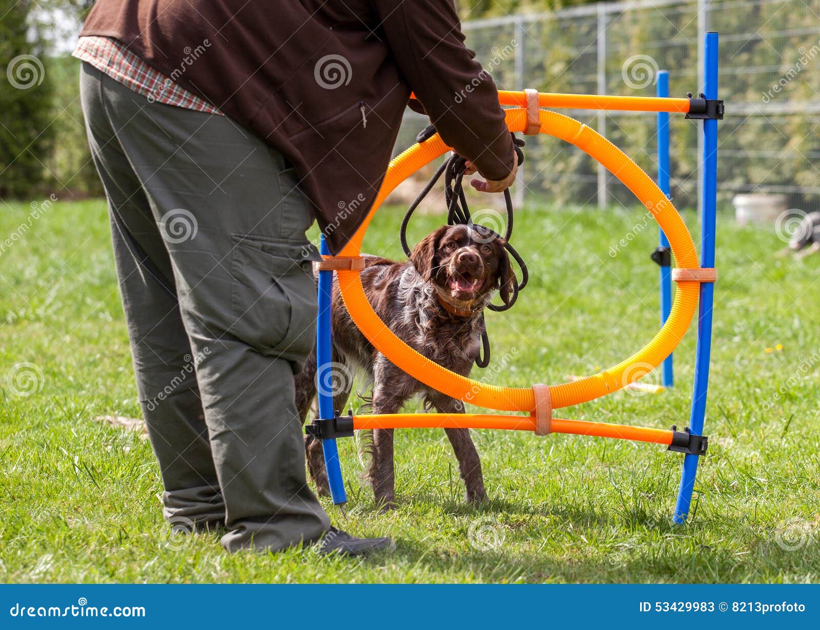 Dog Training, School for Dogs Stock Image - Image of animal, learning ...