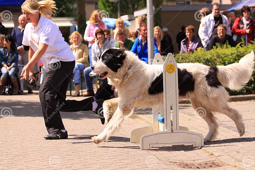 Dog training show editorial stock image. Image of female - 19833739