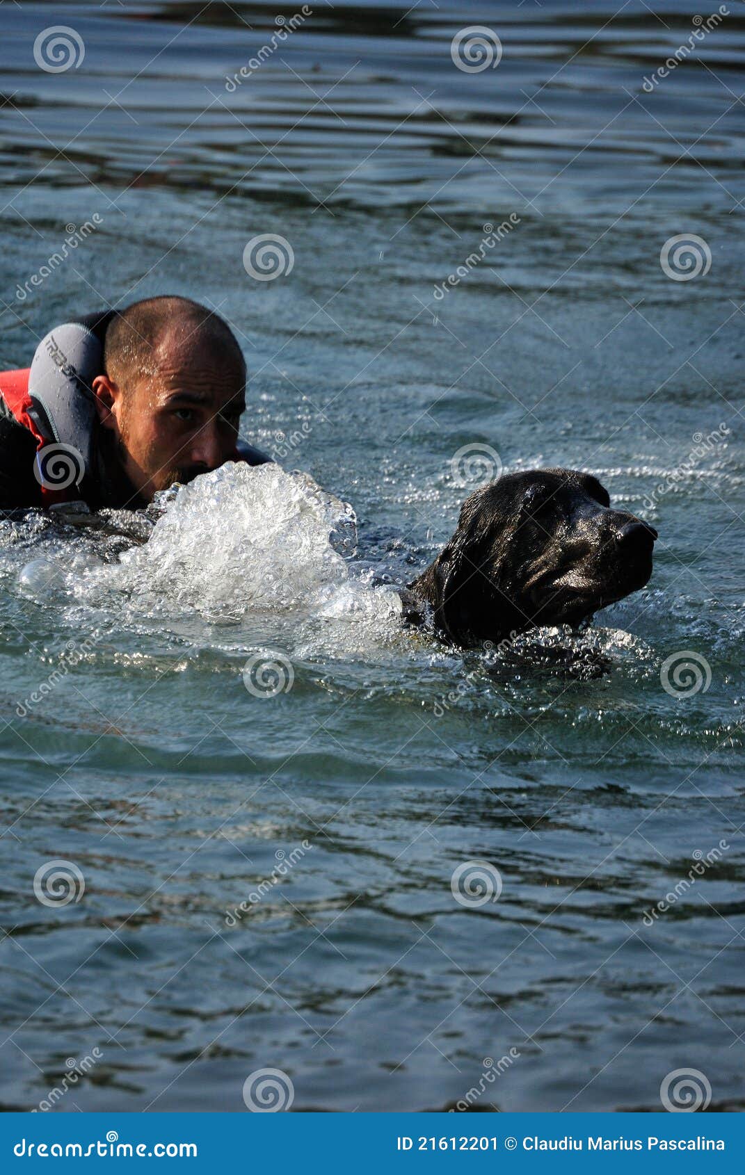 Dog training in water editorial photo. Image of pull - 21612201