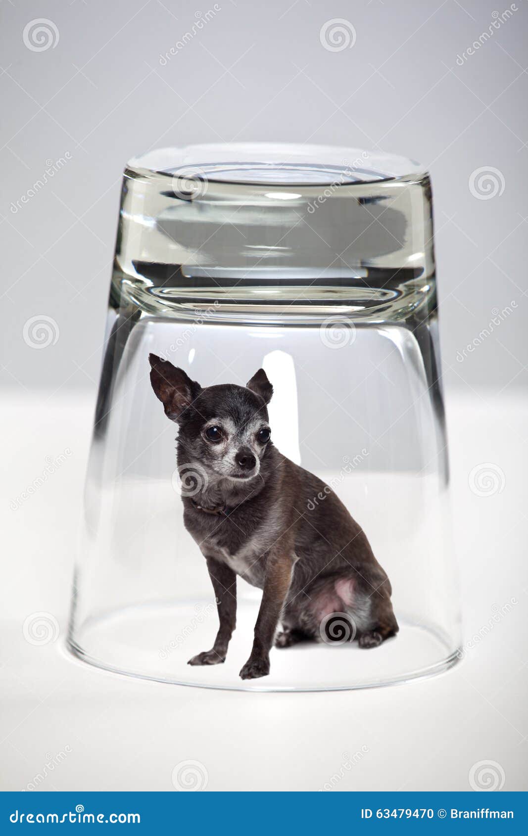 Dog trapped in a glass stock photo. Image of house, asphyxiation - 63479470