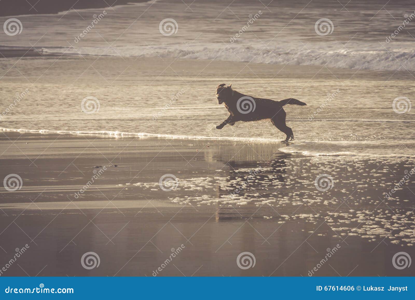 Dog Travel Happy Run on the Beach Stock Photo - Image of sunbathing ...