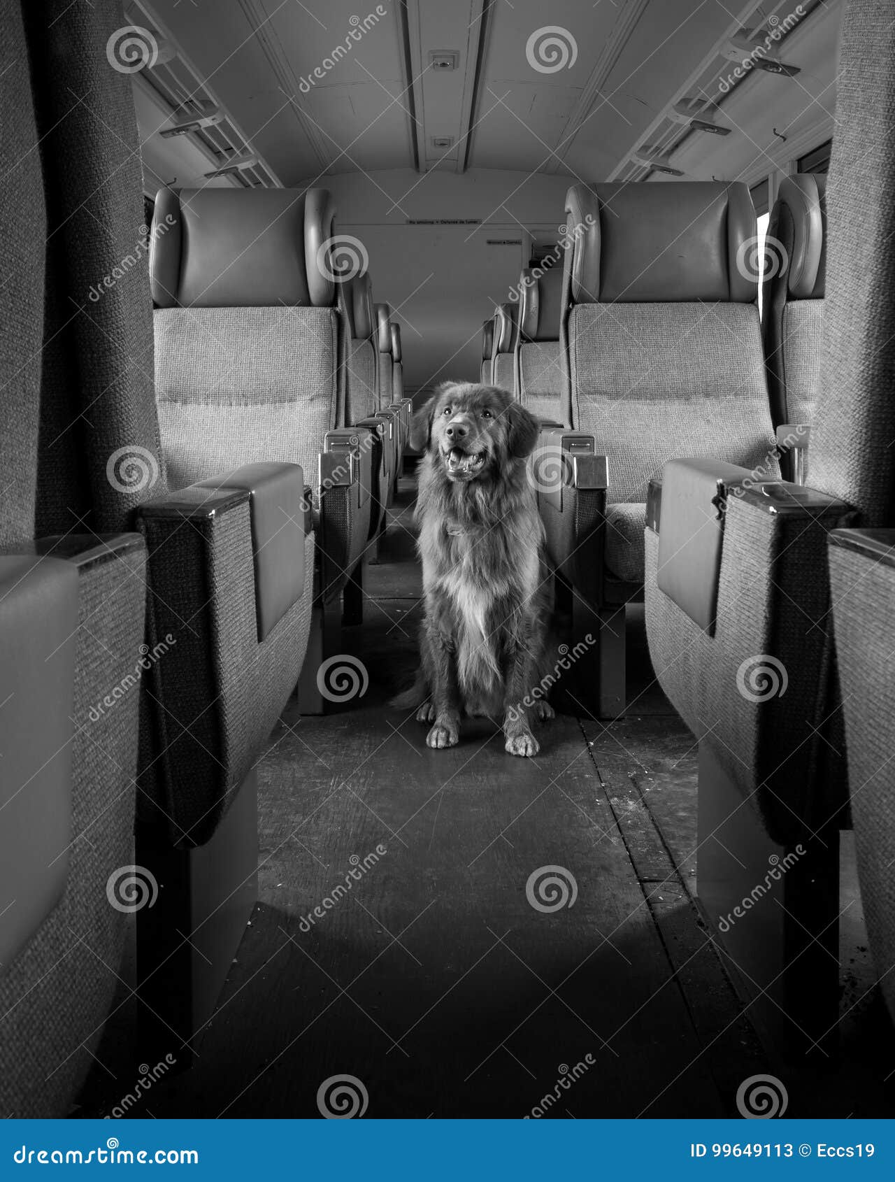 Dog traveling in train stock image. Image of traveling - 99649113