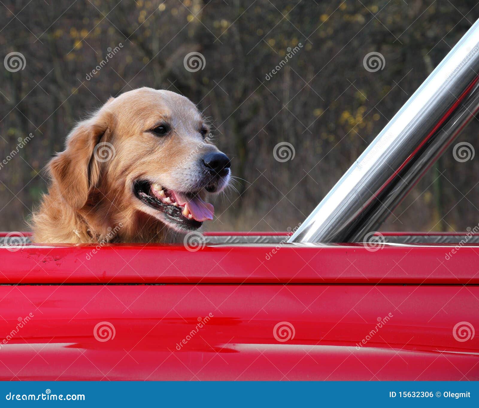 Dog Travelling in the Red Car Stock Photo - Image of animal, automobile ...