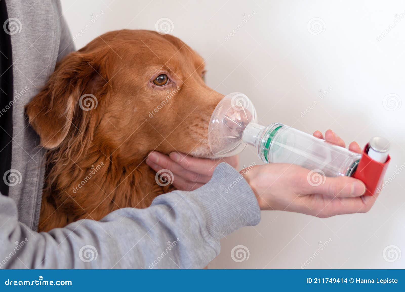 Dog Treated with an Asthma Inhaler. Stock Photo - Image of disease ...