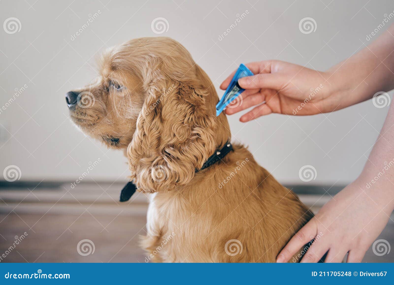 The Dog is Dripped on the Withers with a Parasite Remedy Stock Photo ...