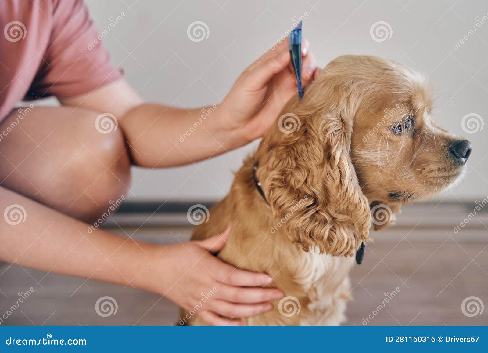 The Dog is Dripped on the Withers with a Parasite Remedy Stock Photo ...