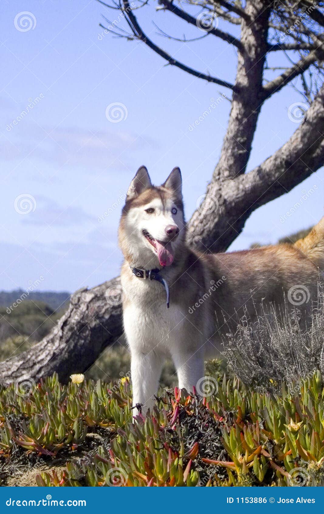Dog And Tree Picture. Image: 1153886