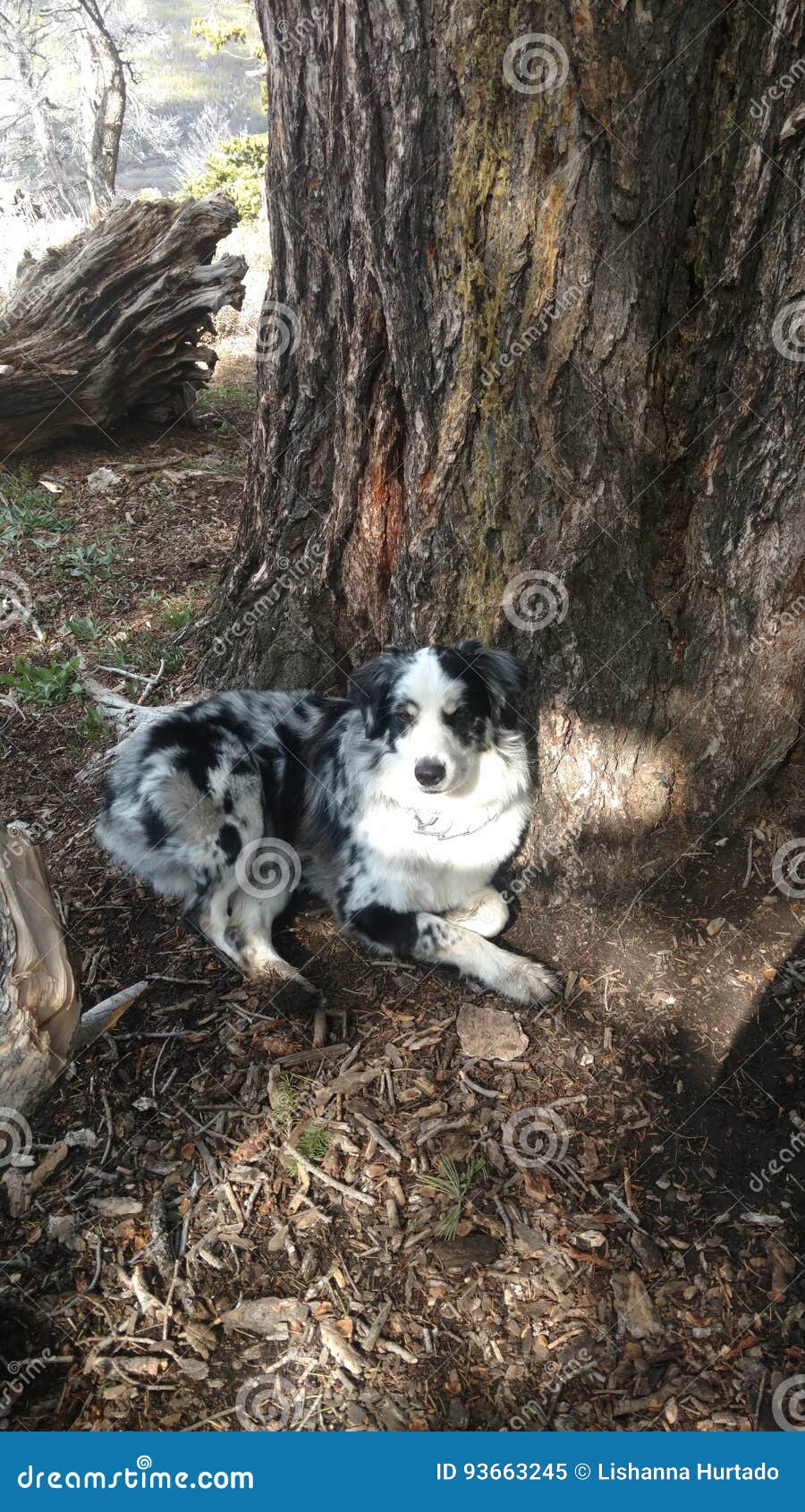 Dog on a tree stock image. Image of aussie, tree, nature - 93663245