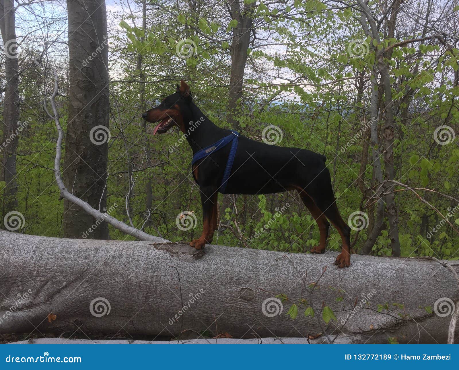 Dog on a tree stock image. Image of doberman, tree, nature - 132772189