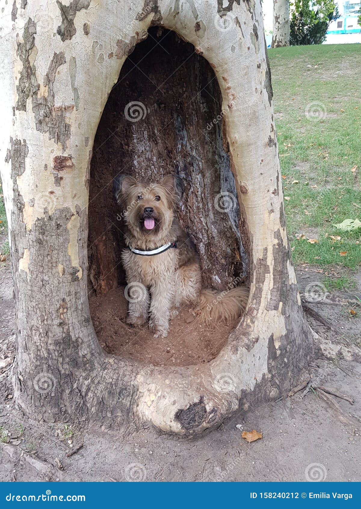 Dog in a tree stock photo. Image of park, tree, grass - 158240212