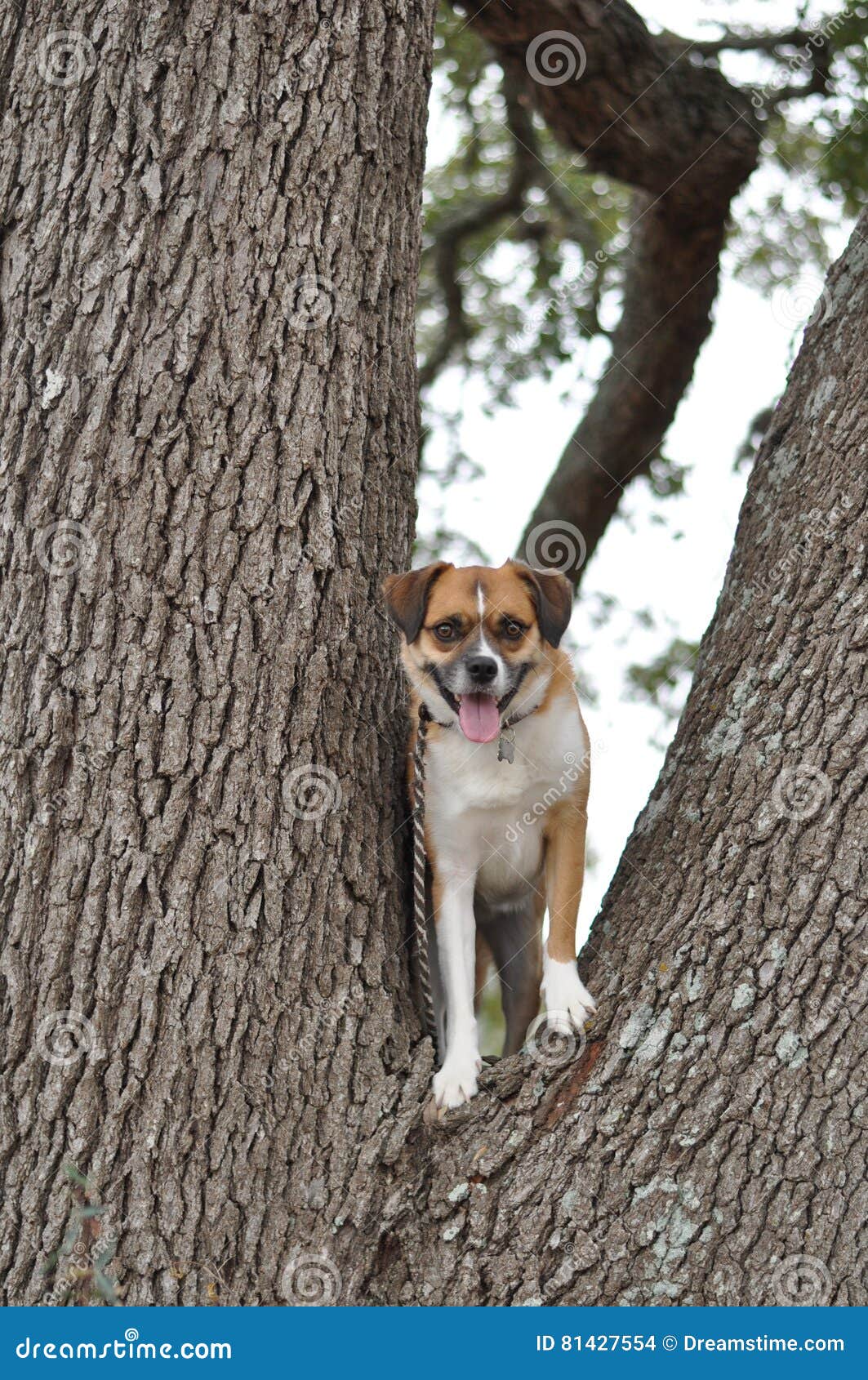 Dog in Tree stock photo. Image of climb, nature, tree - 81427554