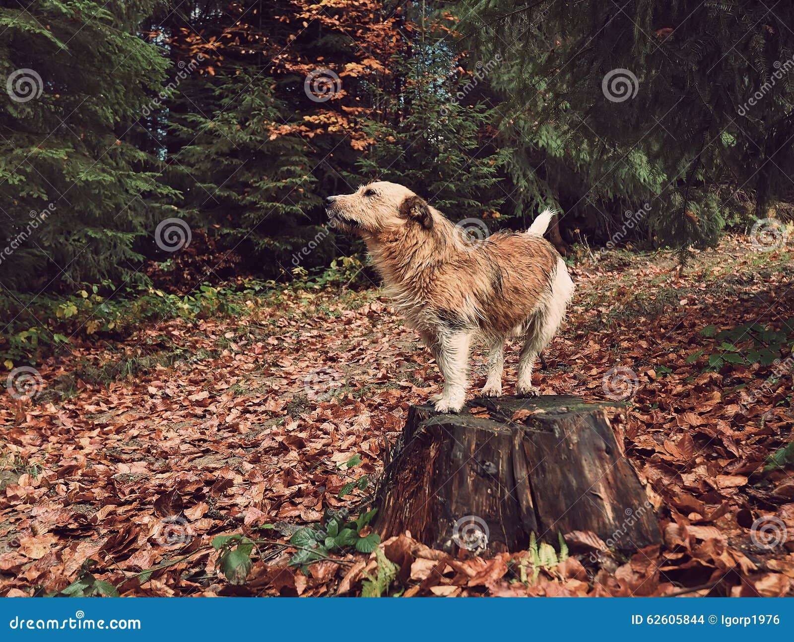 Dog on a Tree Stump in the Woods Stock Photo - Image of nature, forest ...