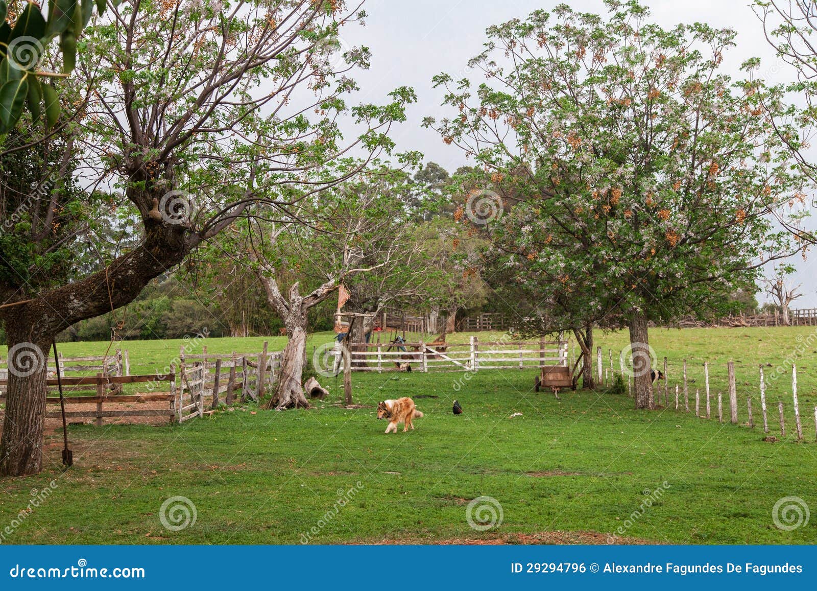Dog and Trees Farm stock photo. Image of bucolic, trees - 29294796