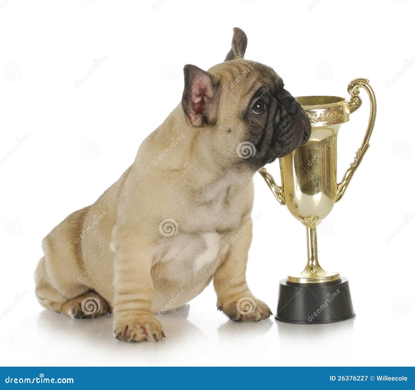 Dog with trophy stock image. Image of french, sitting - 26376227
