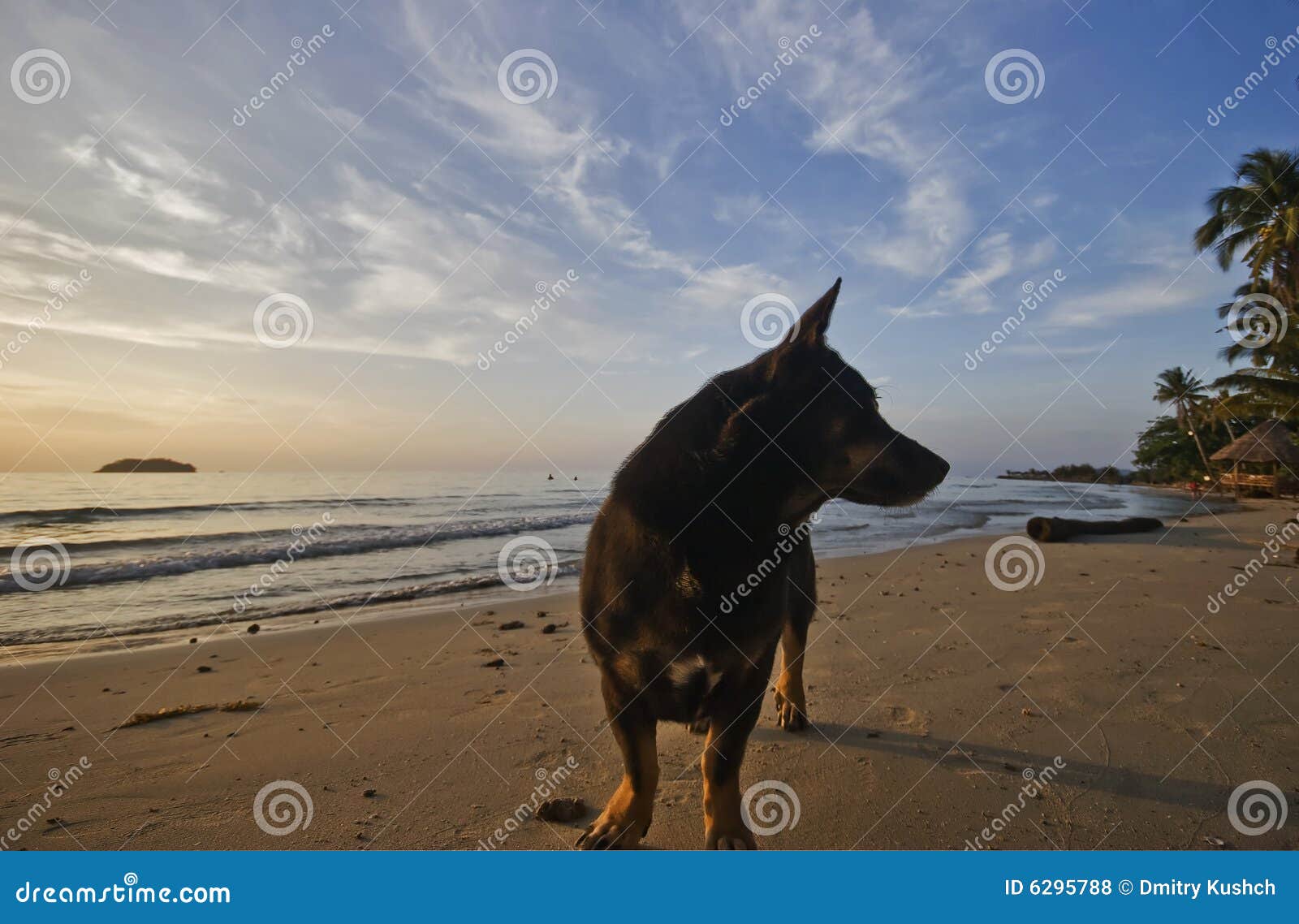 Dog of tropical beach stock photo. Image of horizon, sand - 6295788