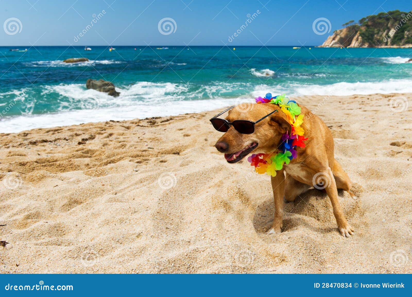 Dog on tropical vacation stock photo. Image of mixed - 28470834