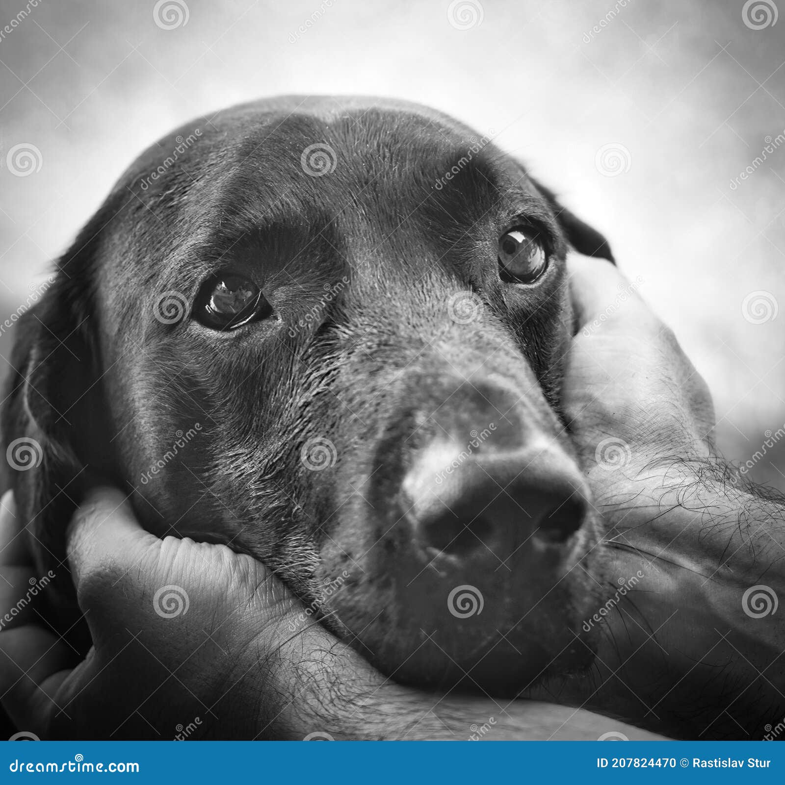 Dog Trusting Look in the Hands of the Master in Black and White Stock ...