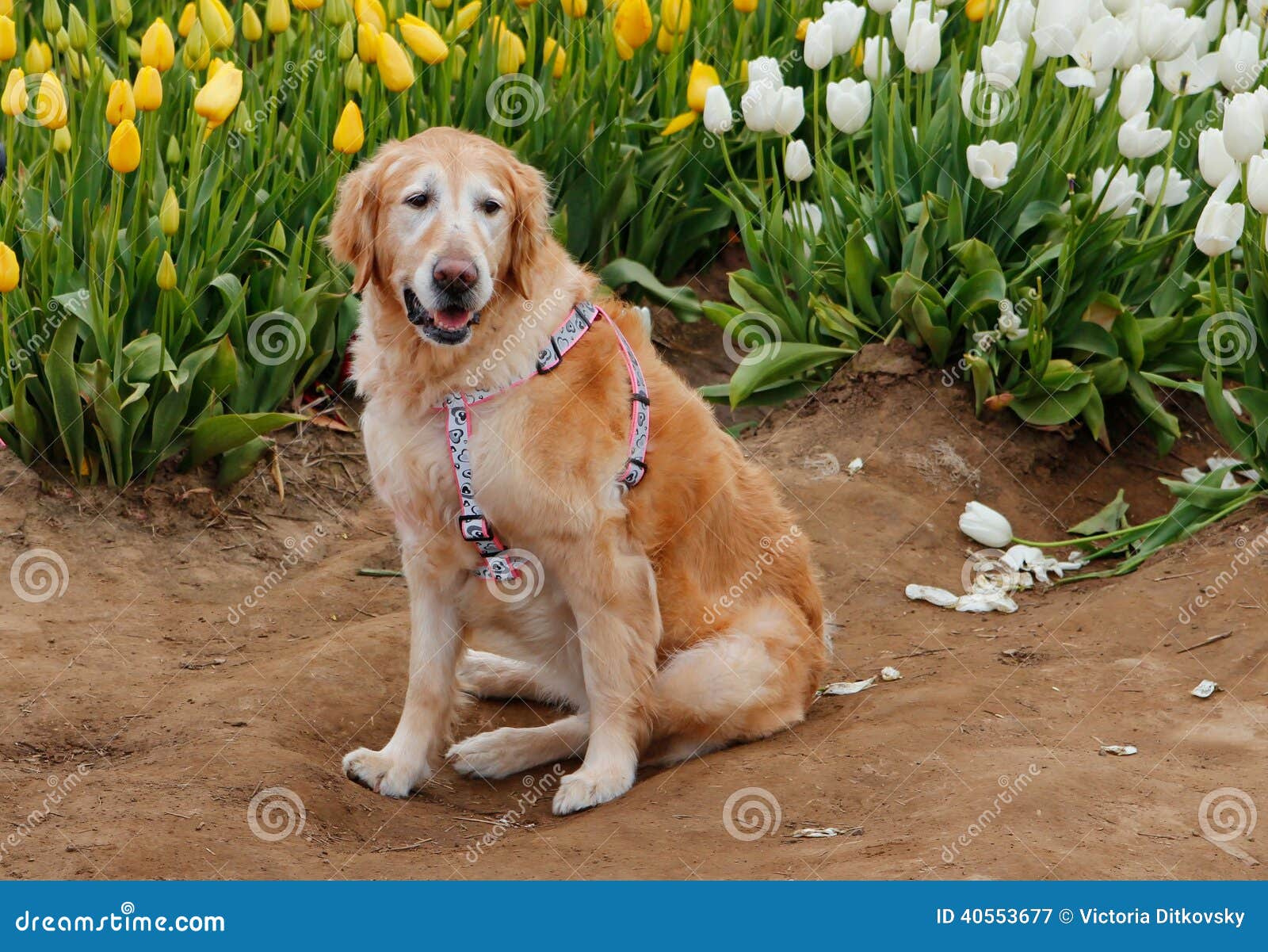 Dog in Tulips stock image. Image of cute, park, flowers - 40553677