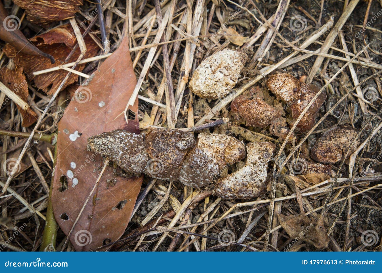 Dog turd stock image. Image of doodoo, stinking, breach - 47976613