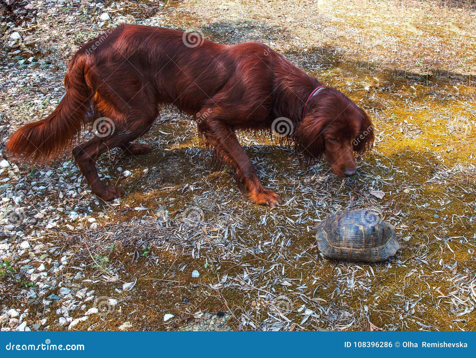 Dog with turtle stock photo. Image of stone, hear, command - 108396286