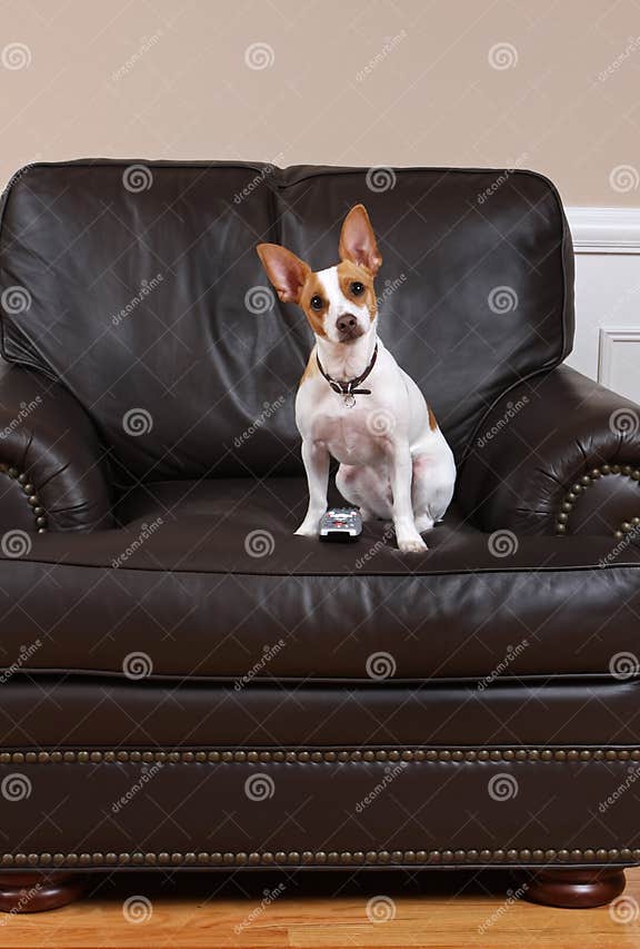 Dog with TV Remote stock image. Image of changing, living - 5234087