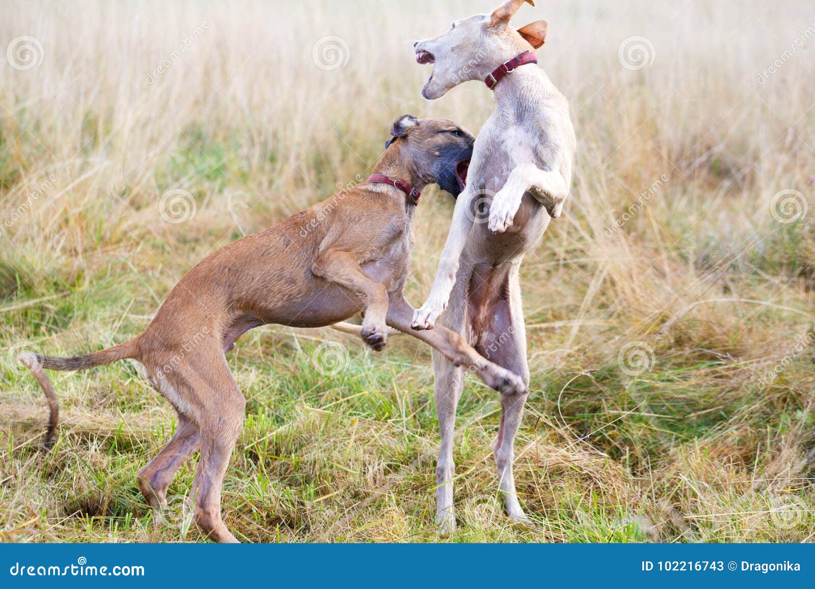 Dog stock image. Image of domestic, puppy, animal, green - 102216743