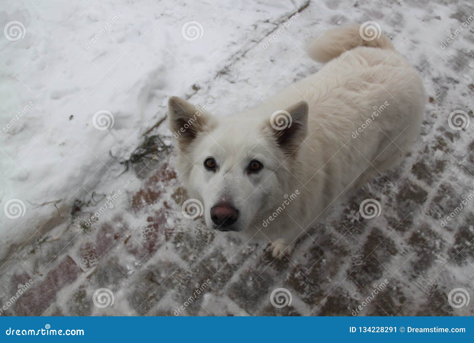 Dog & X22;Umka& X22; Stock Image - Image of dacha, umka: 134228291