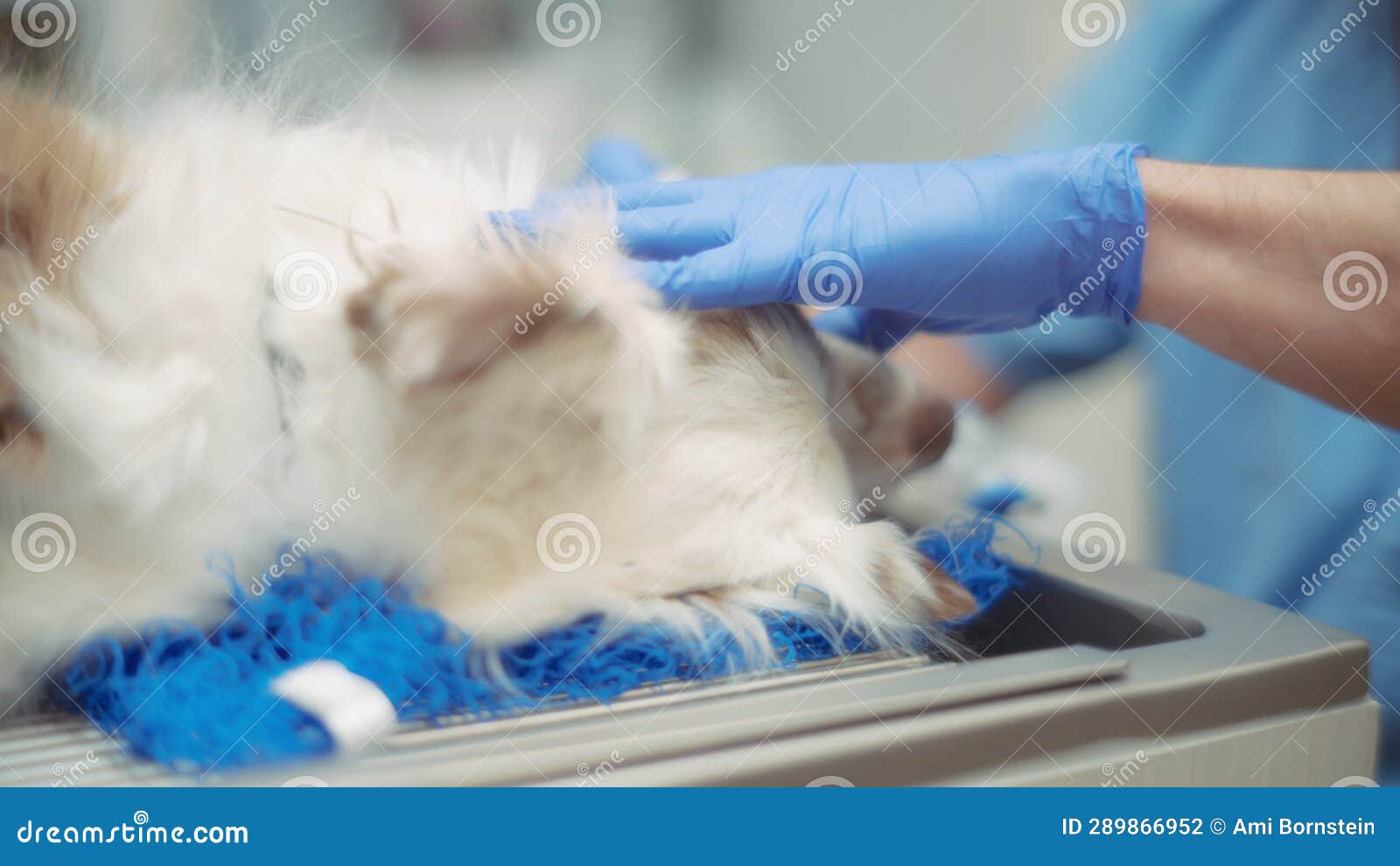 Dog Unconscious on the Table during Dental Procedure Stock Footage ...
