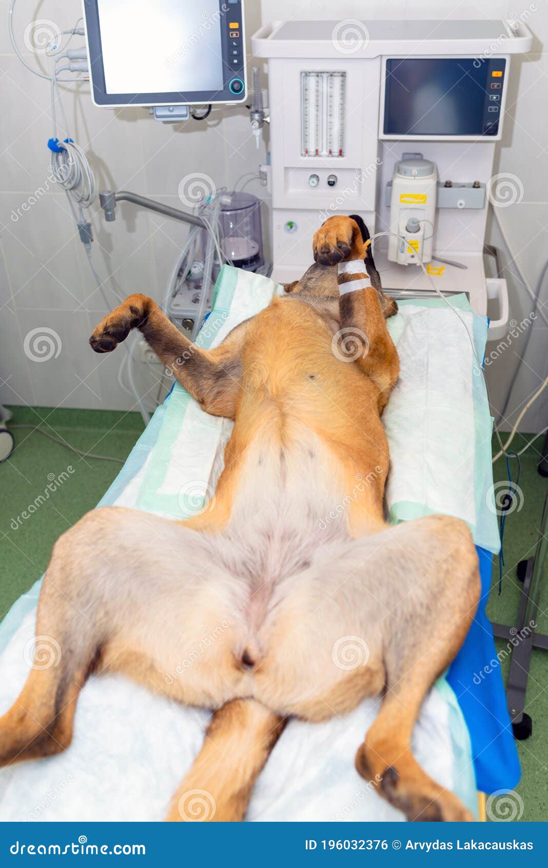 Dog Under Anesthesia Lie on Operating Table in Operating Room. Dog is ...