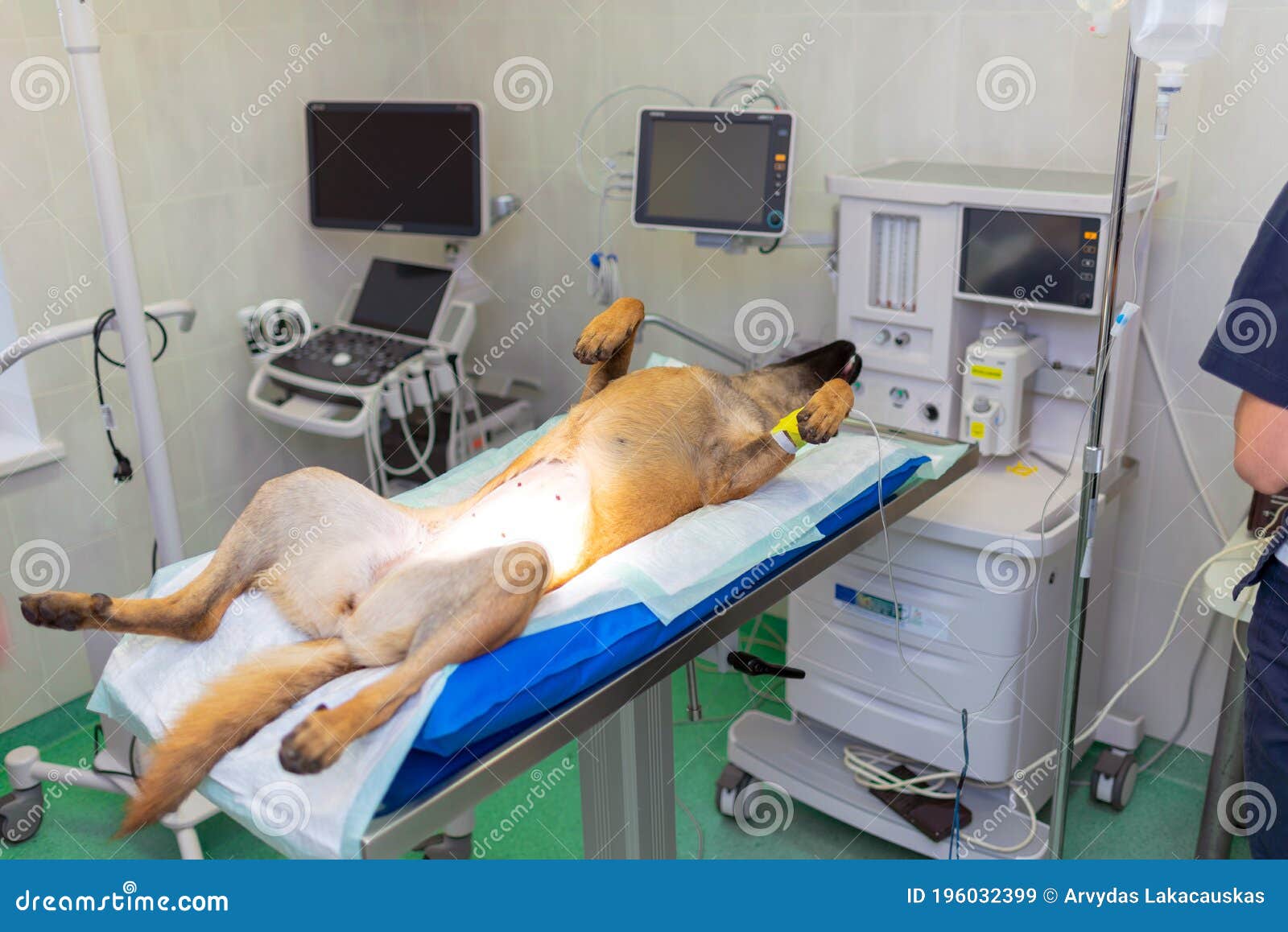 Dog Under Anesthesia Lie on Operating Table in Operating Room. Dog ...