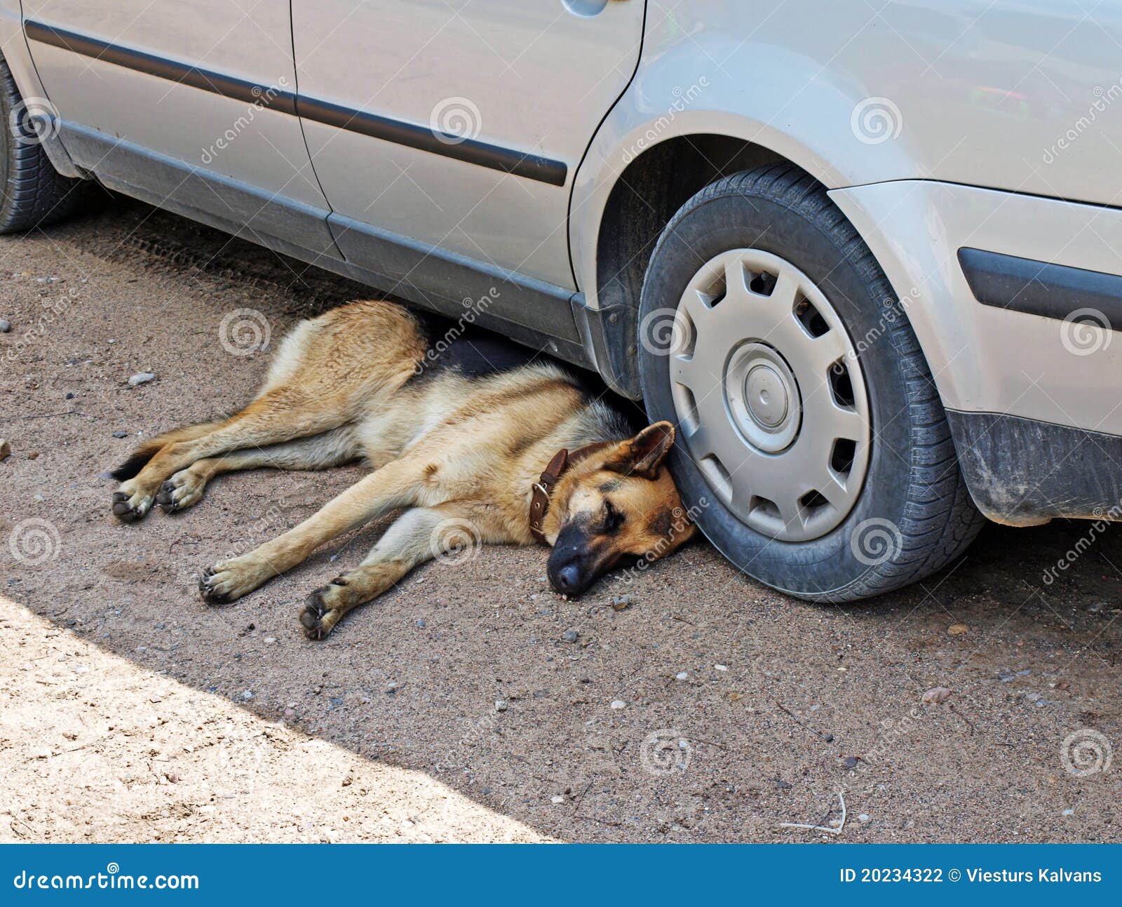 Dog under car stock photo. Image of cross, wheel, accident - 20234322