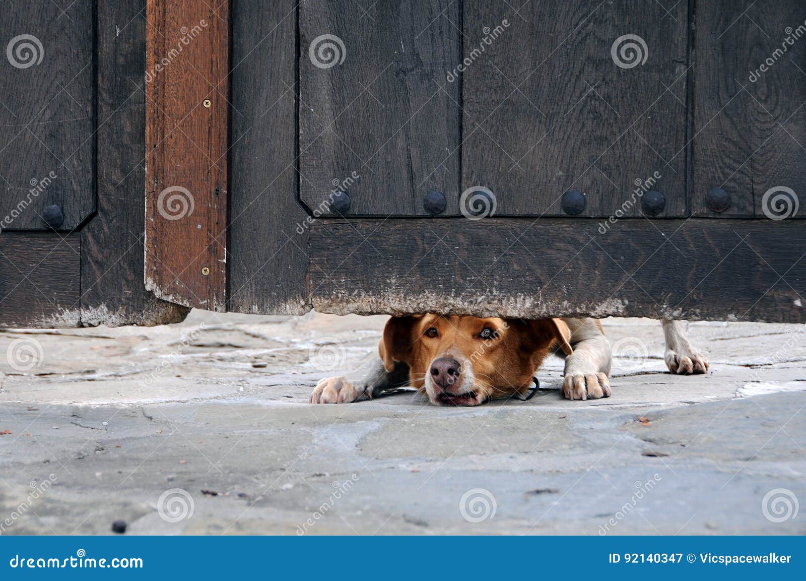 Dog Under the Gate stock image. Image of animal, door - 92140347